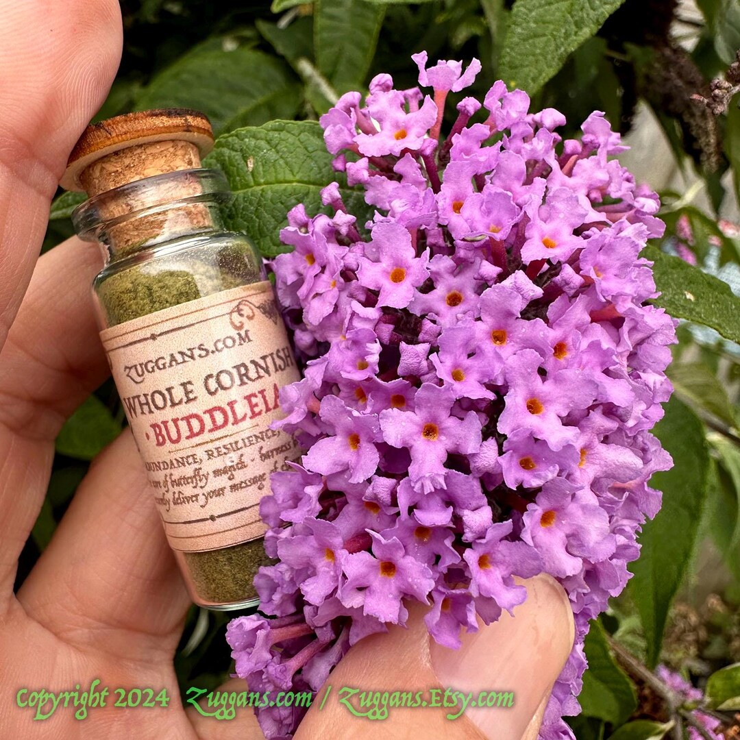 Cornish Buddleia Powder - Butterfly Bush - Butterfly Magick - Etsy