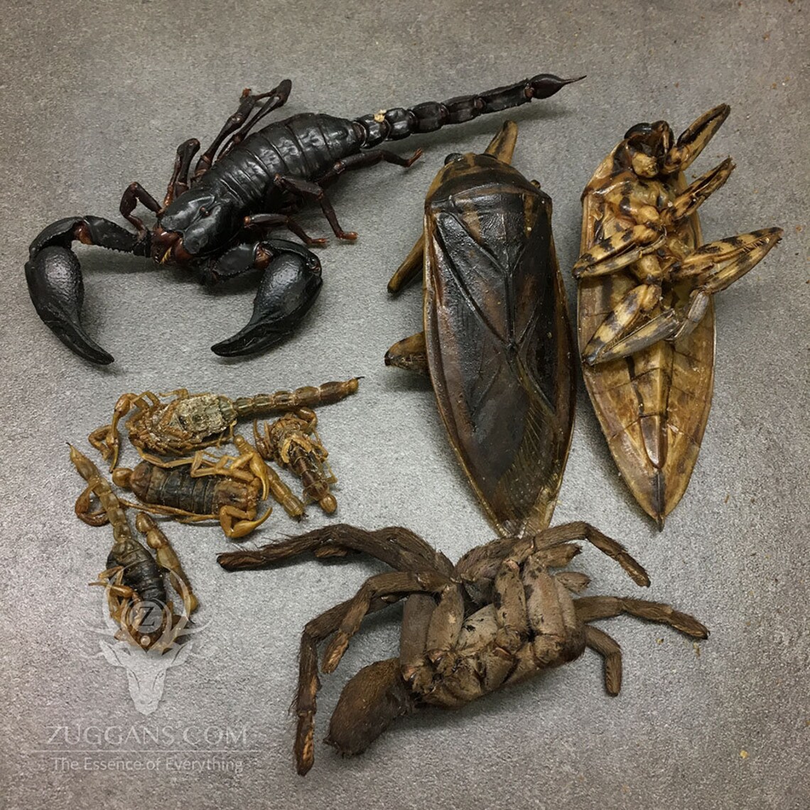 Witches' Pestilence Powder Insects Zuggans Wicca | Etsy