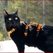 ESCAPE Proof CAT HARNESS, Adjustable Safety Adventure Cat Harness ...