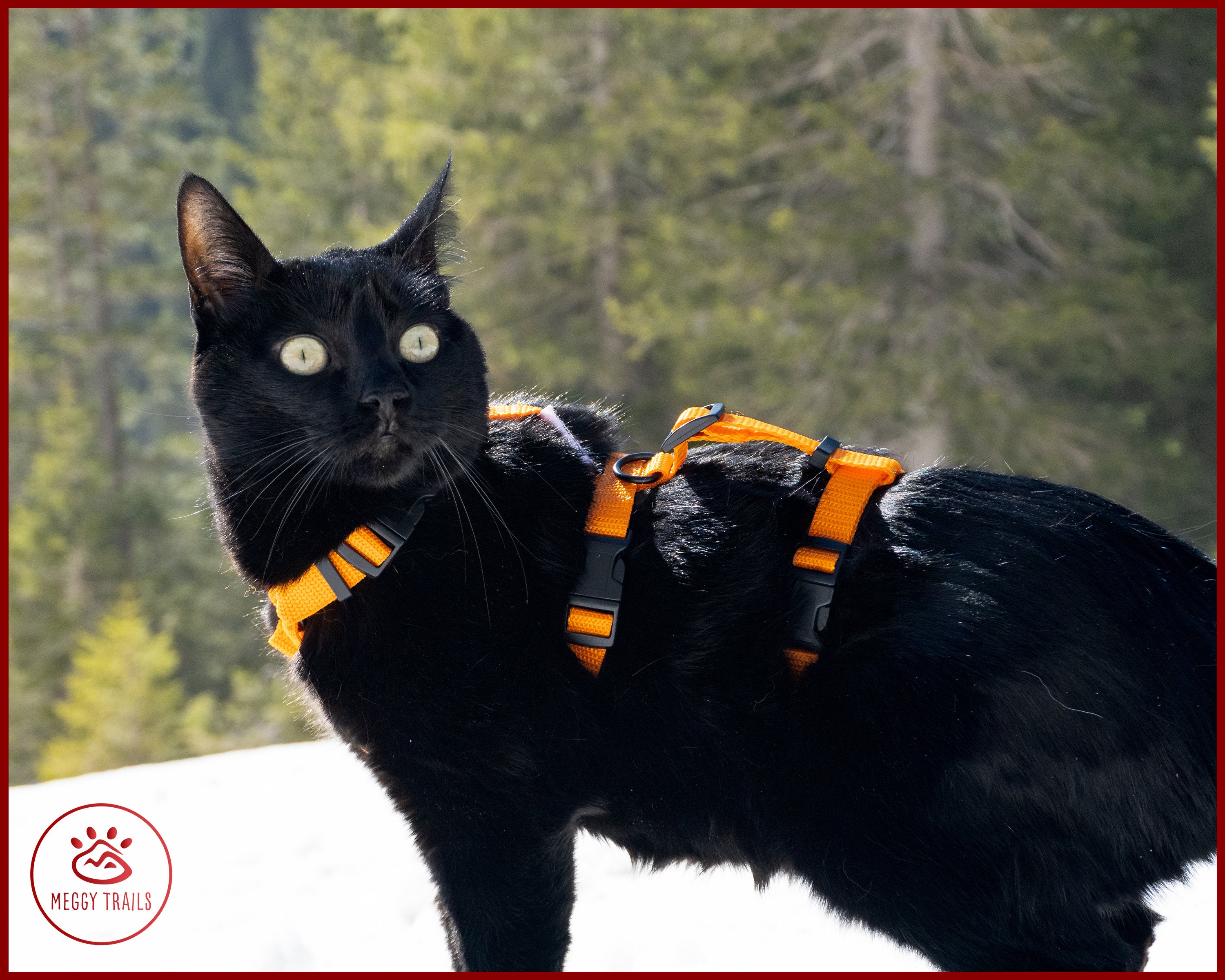 ESCAPE Proof CAT HARNESS Adjustable Safety Adventure Cat - Etsy