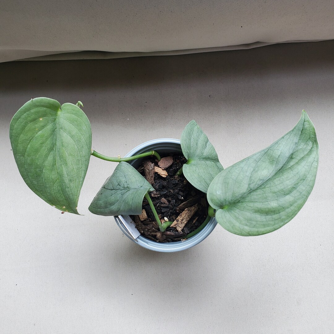 Scindapsus Silver Hero - Etsy