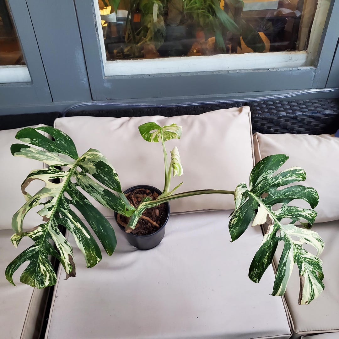 Monstera Albo High Color Marble Varigation - Etsy