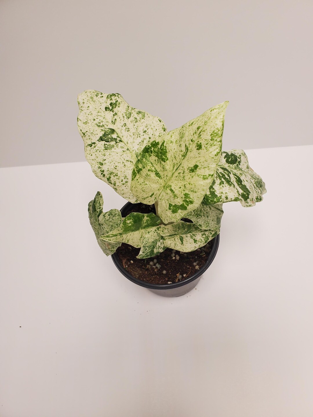 Alocasia Odora Batik - Etsy