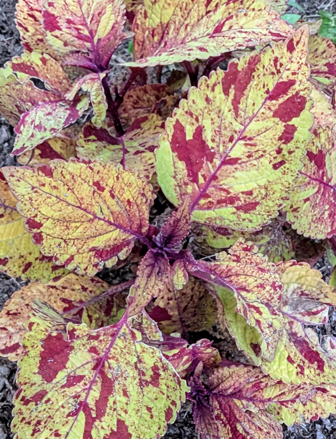 Coleus Marble Mania - Etsy