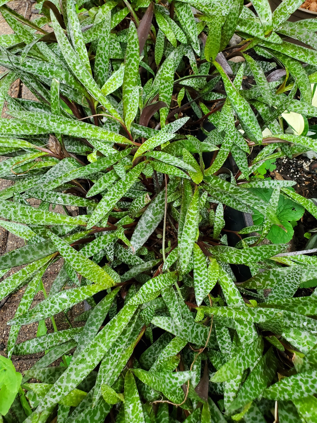 Silver Squill Ledebouria Socialis AKA Leopard Lily - Etsy