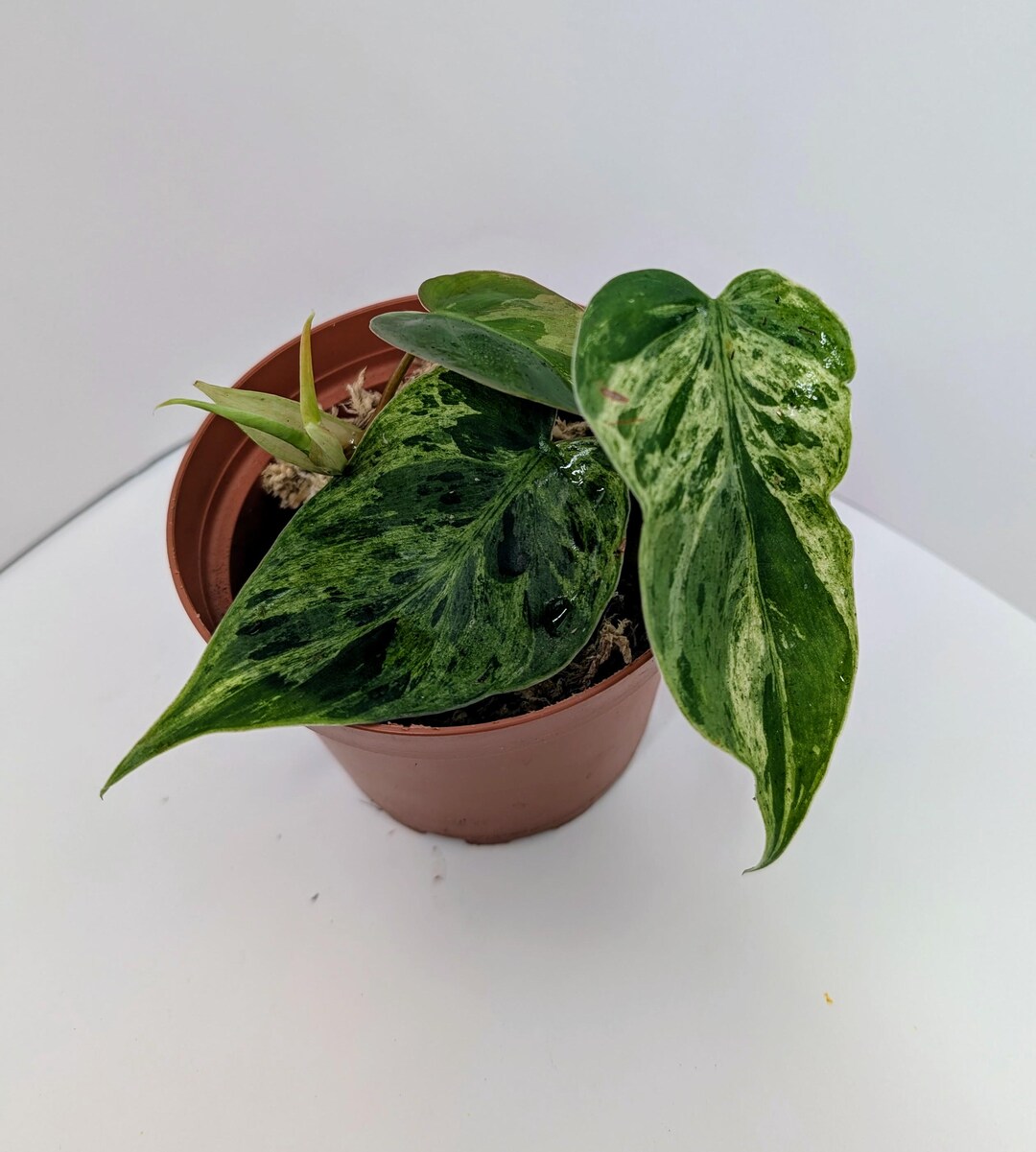 Variegated Heartleaf Philodendron - Etsy