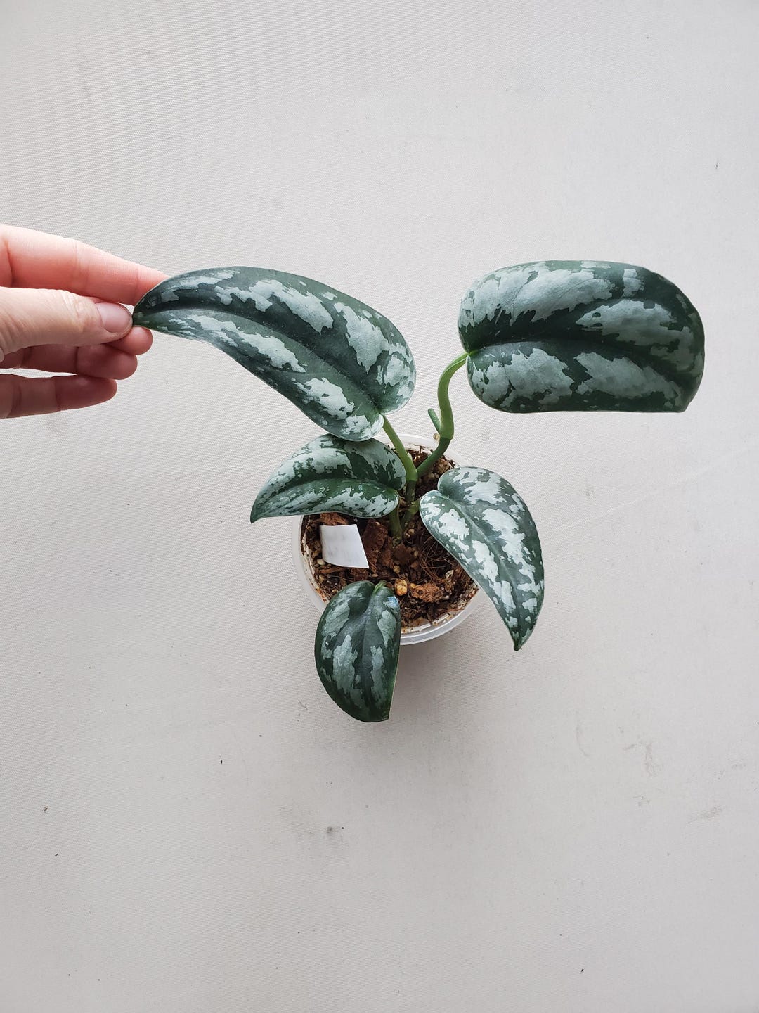 Scindapsus Dark Princess NOID 'tricolor/tattoo' - Etsy