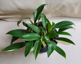 Variegated Philodendron Wend-imbe marble Rare Plant Live Plant - Etsy