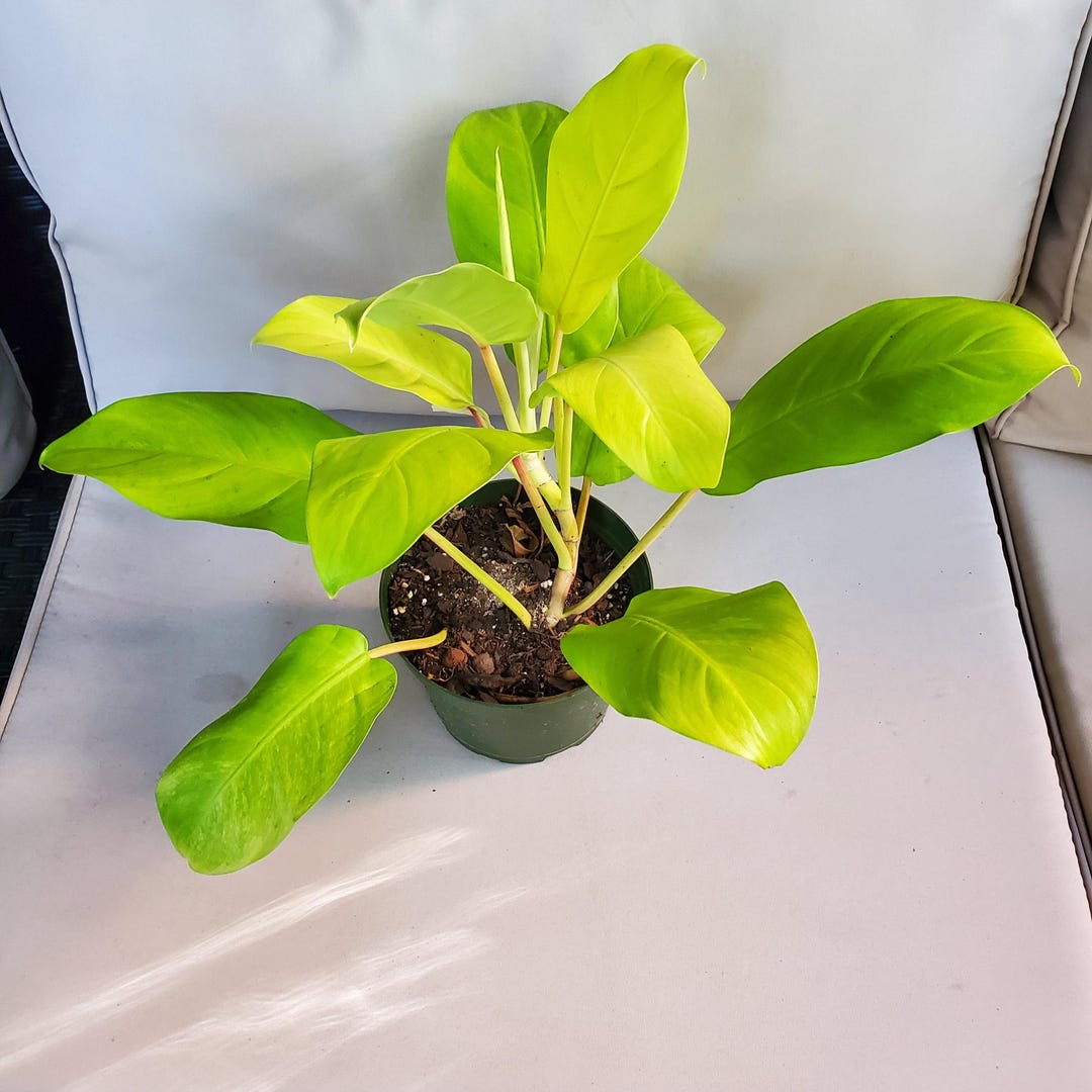 Philodendron Golden Goddess - Etsy