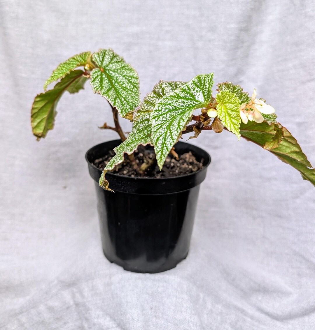 Begonia Snow Cappped - Etsy