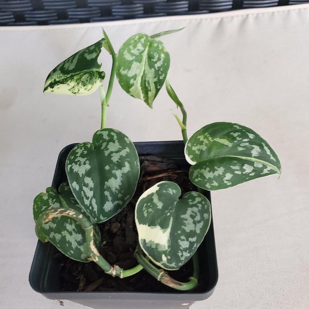 Scindapsus Mayari - Etsy