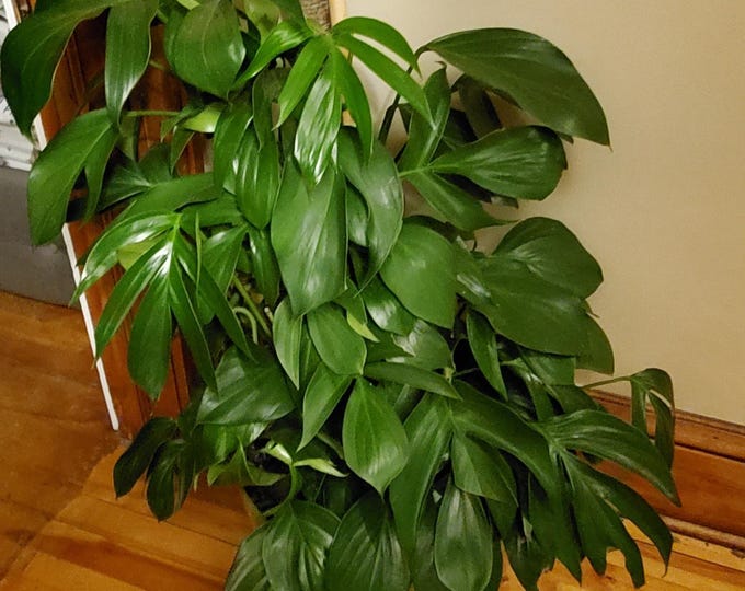 Raphidophora Decursiva Aka Dragon Tail Monstera - Etsy