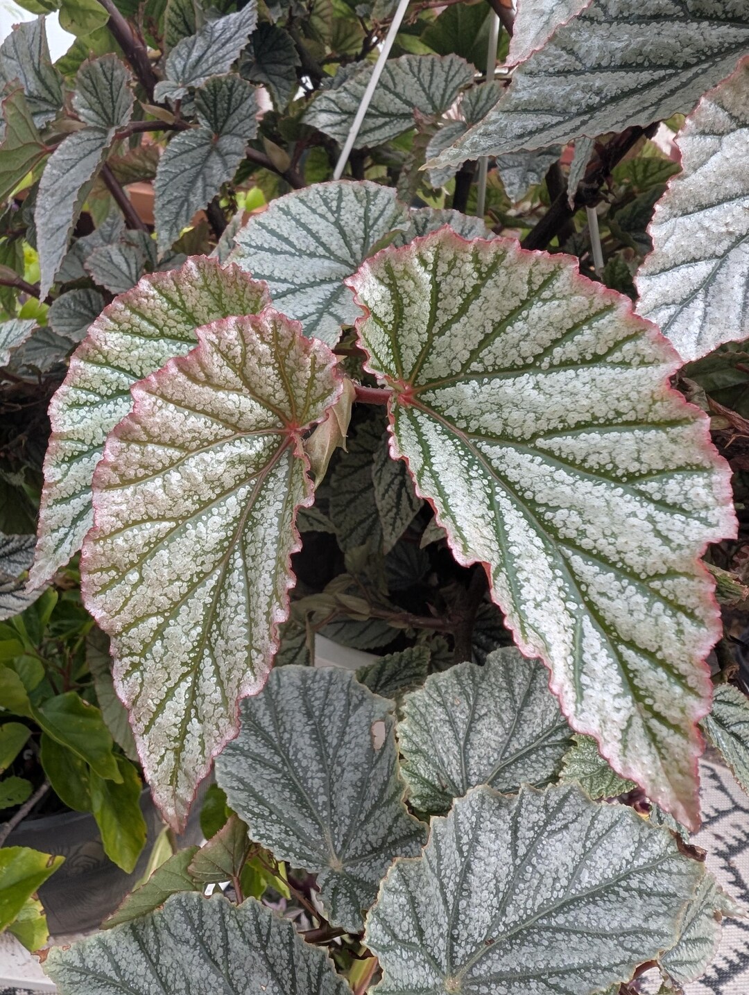 Begonia Snow Cappped - Etsy
