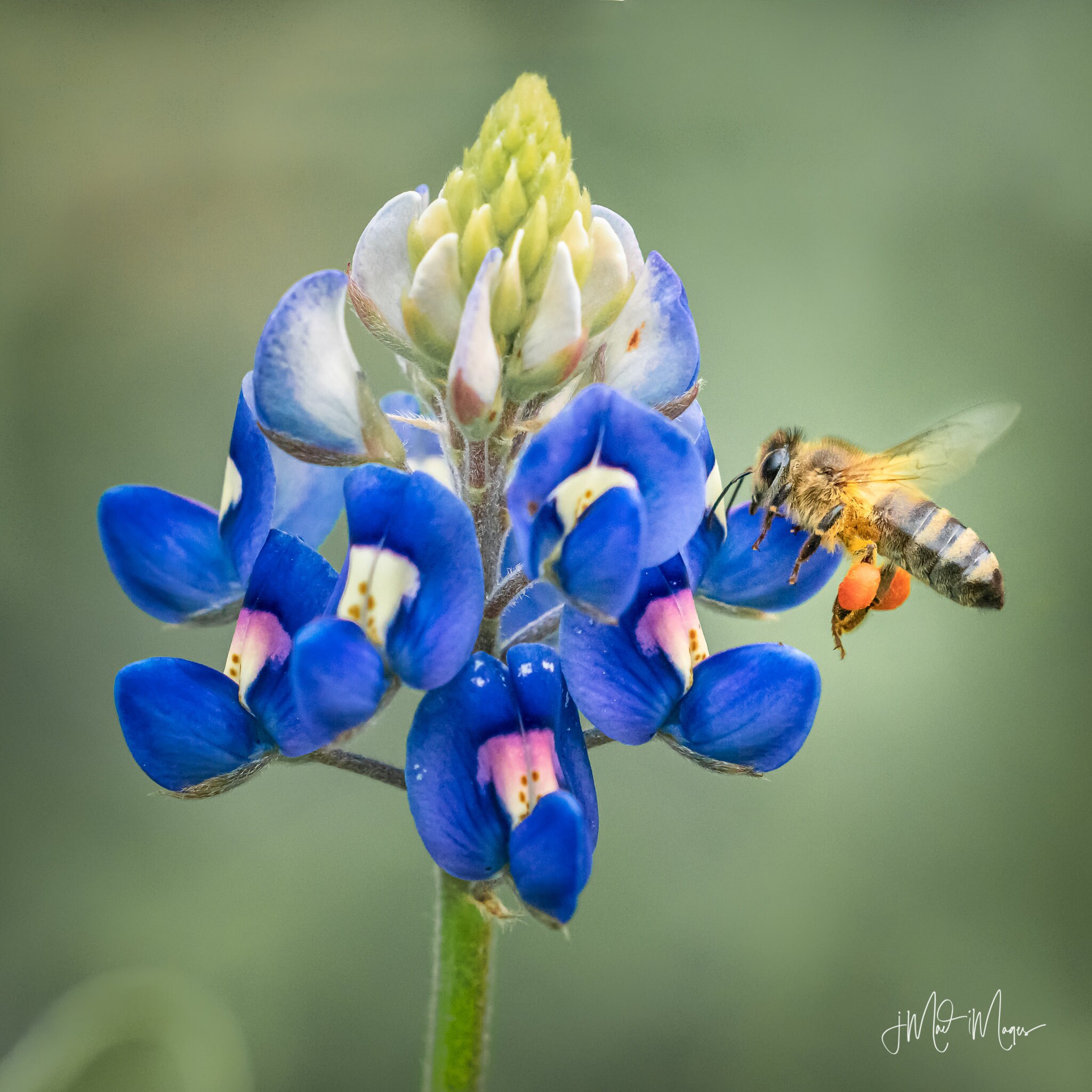 Texas Bluebonnets & Bees - Trio of Bluebonnet and Honeybees Photographs ...