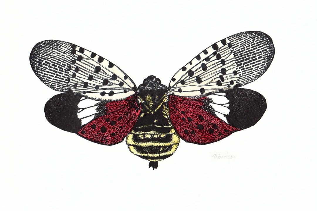 Spotted Lanternfly, Handcolored, Original Contemporary Fine Art ...