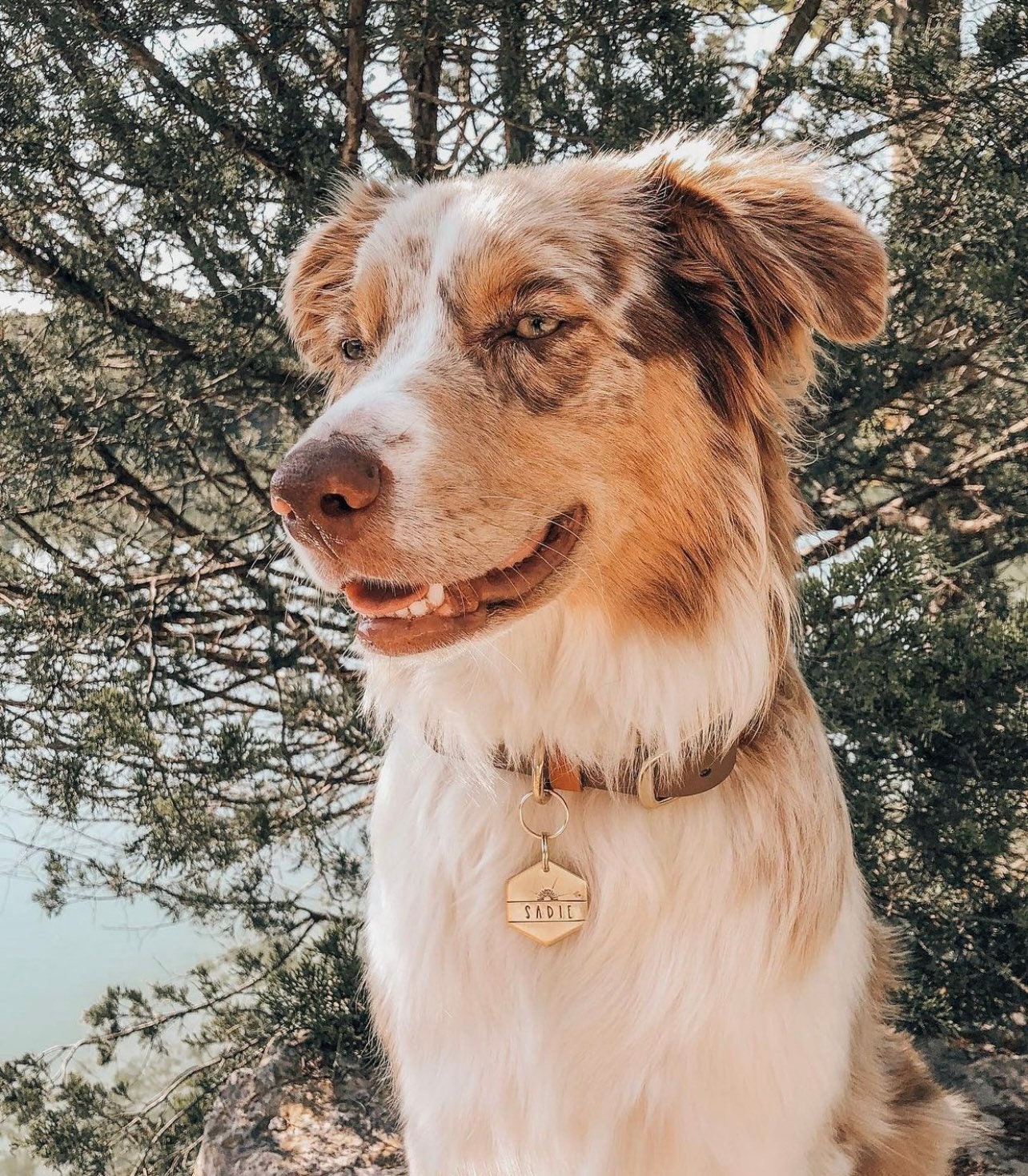 Sun Dog Tag Pet ID Tag Personalized Dog Tag Custom Dog Tag | Etsy