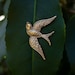 Bird Pin/bird Brooch/swallow Pin/golden Bird Pin/brass Pin/brass Brooch ...