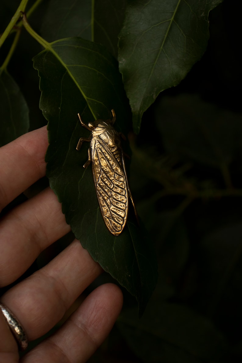 Cicada Brooch: Solid Brass Vintage Style Insect Pin - Etsy