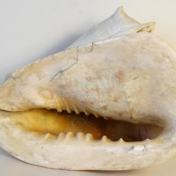 Conch Sea Shell - Etsy