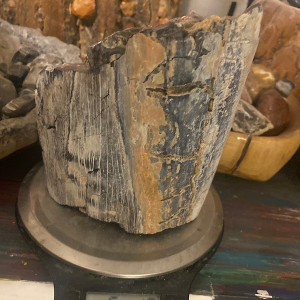 Petrified Wood Agate - Etsy