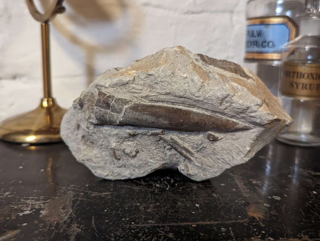 Large Belemnite Fossil in Limestone - Etsy UK