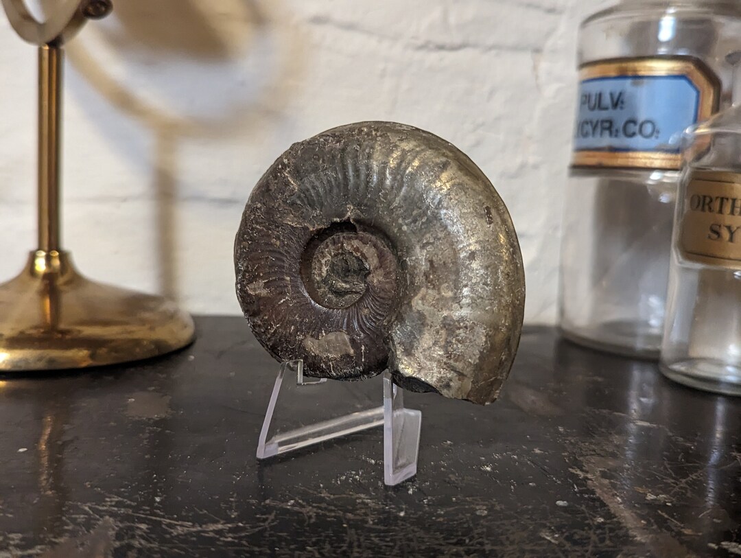Lower Jurassic, Upper Lias Ammonite From Scotland - Etsy