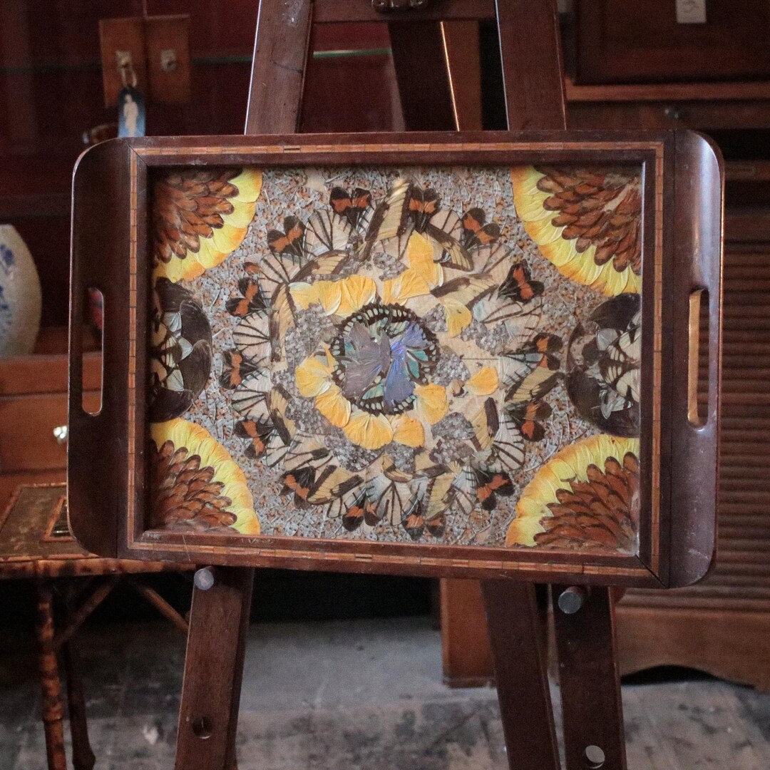 Mid-century Brazilian Butterfly-wing Tray With Inlaid Wood Border ...