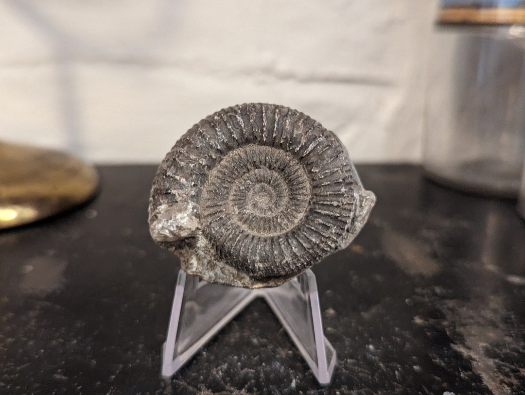 Lower Jurassic, Upper Lias Ammonite From Scotland - Etsy