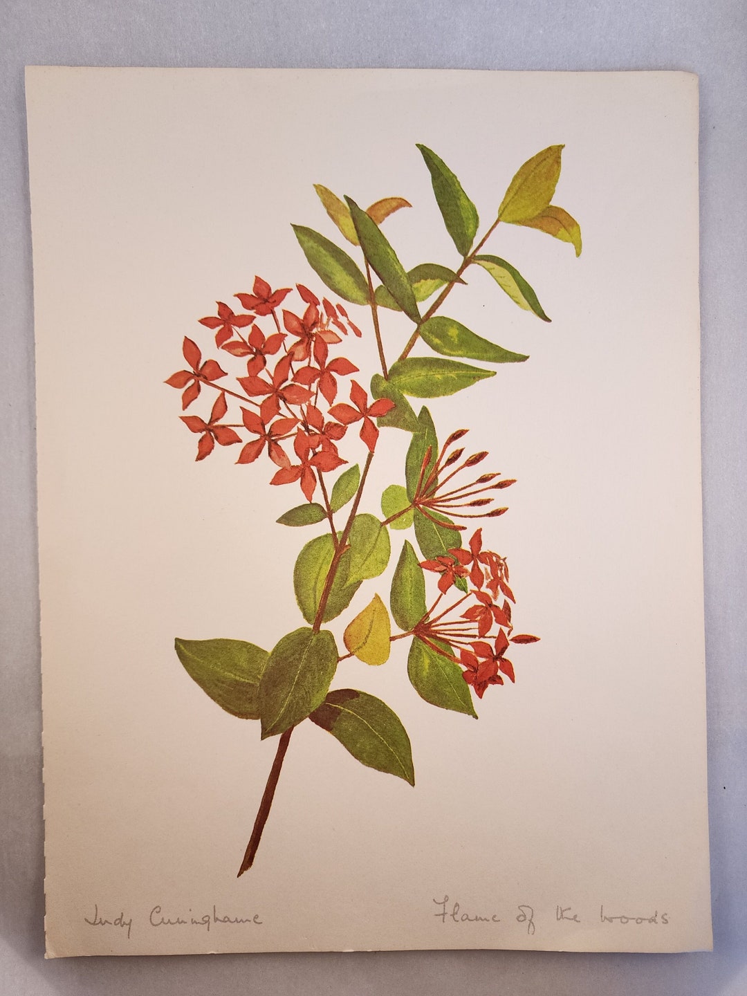 Vintage Botanical Book Print - Flame of the Woods by Judy Cunninghame ...