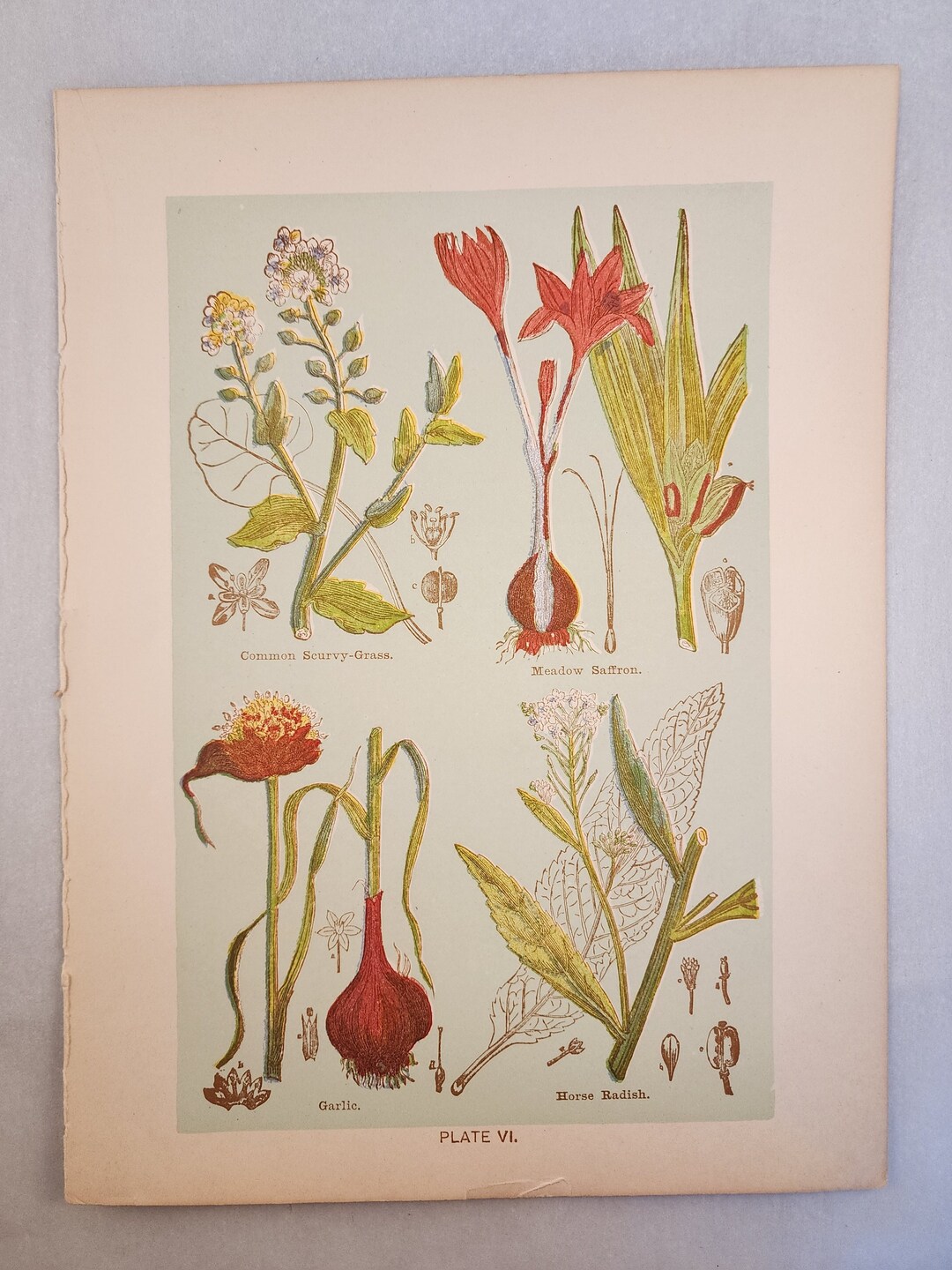 Vintage Botanical Book Print: Medicinal Plants, Common Scurvy-grass ...