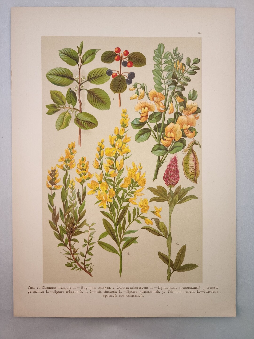 Vintage Botanical Book Print: Floral (fine Line Buckthorns, Bladder ...