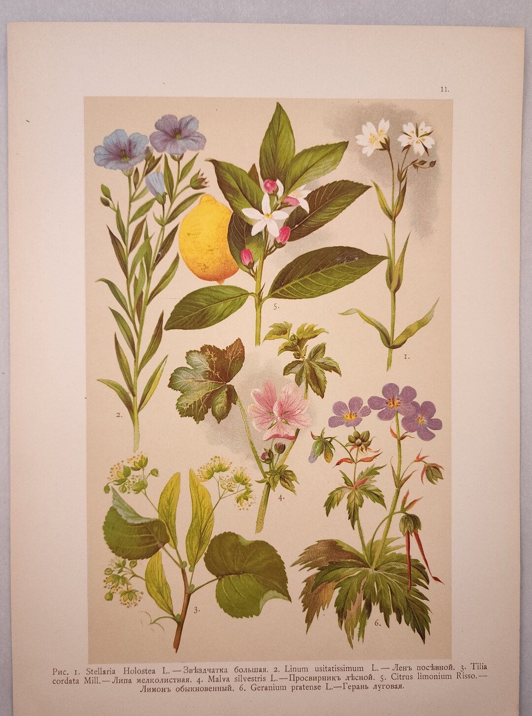 Vintage Botanical Book Print - Flowers and Lemon - Etsy
