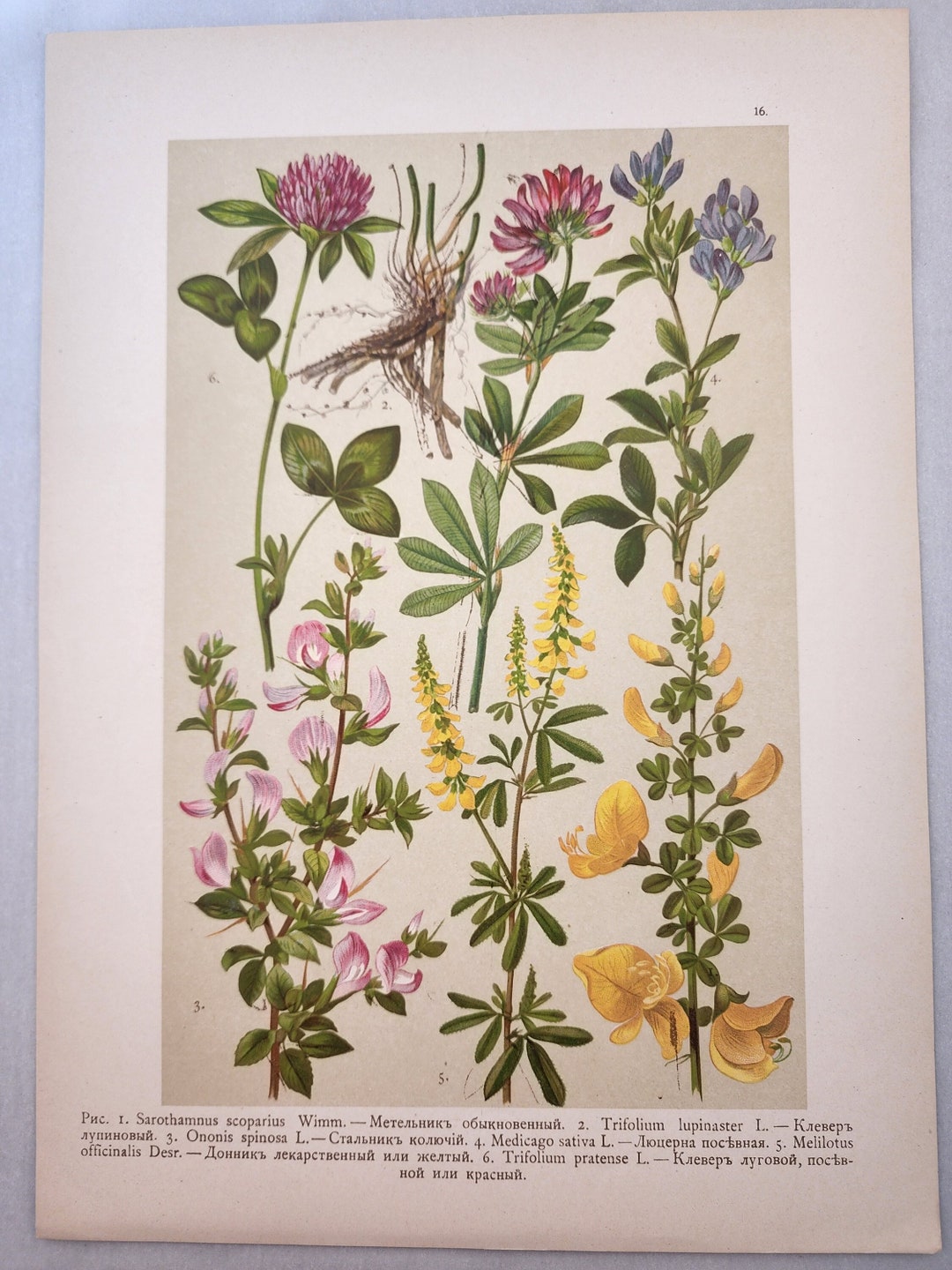 Vintage Botanical Book Print: Clover (common Broom, Lupine Clover ...