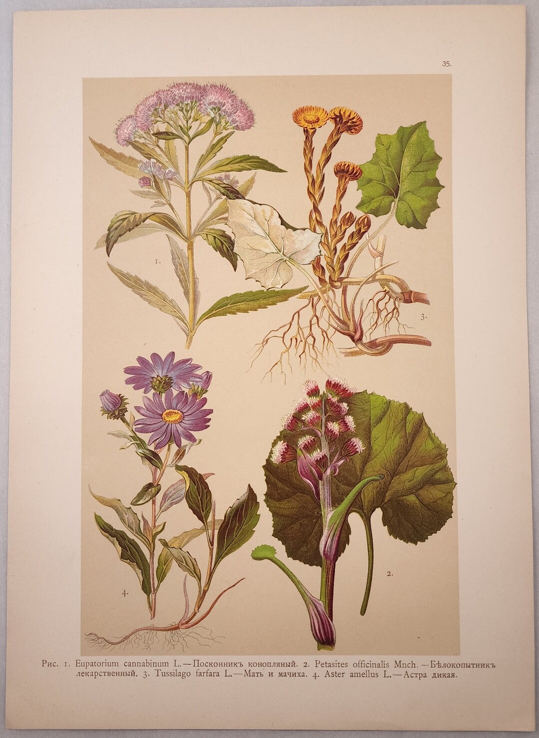 Vintage Botanical Book Print: Flowering Perennials/herbs/aster - Etsy