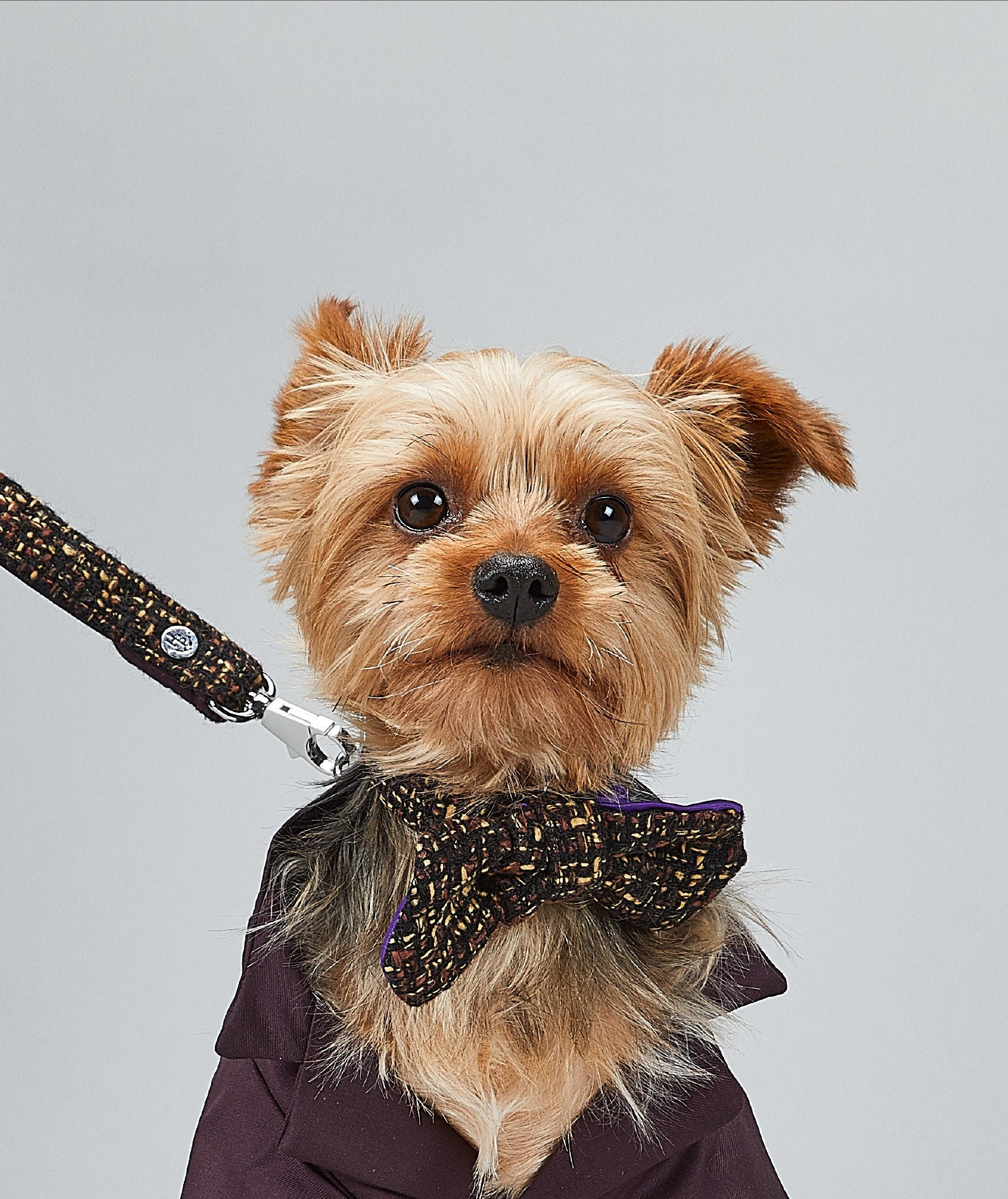 Yorkie bow tie store