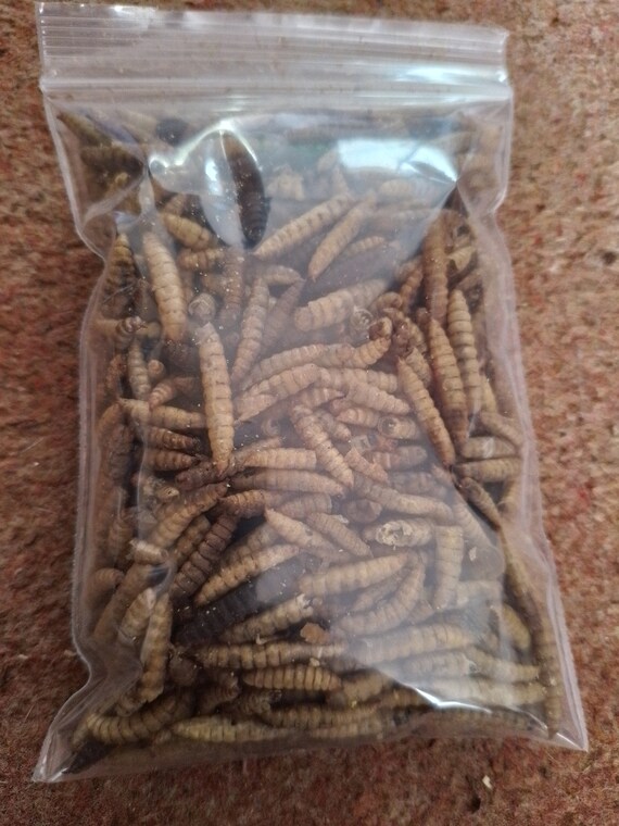 30 G of Black Fly Soldier Larvae / Calci Worms Soak Before Use - Etsy