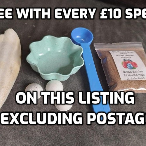 Giant African Land Snail Foodsmany Flavours High Protein Etsy Uk