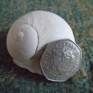 Giant African Land Snail Refresher Kit. Coir Substrate With Added ...