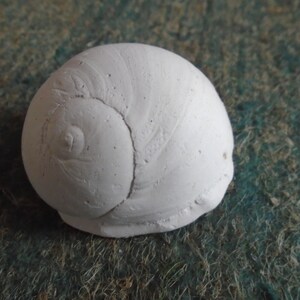 Giant African Land Snail Refresher Kit. Coir Substrate With Added ...