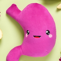 COLON Anatomy Organ Plushy/ Cute Science Toys GUTS - Etsy
