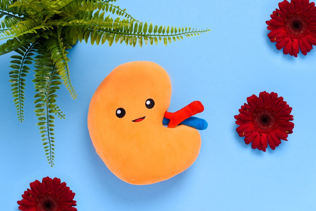 Nerdbugs Kidney Plushie Organ- Kidney Transplant Gift, Kidney Donor ...