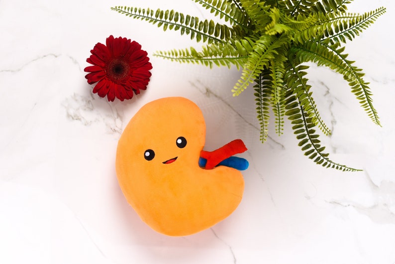 Nerdbugs Kidney Plushie Organ- Kidney Transplant Gift, Kidney Donor ...