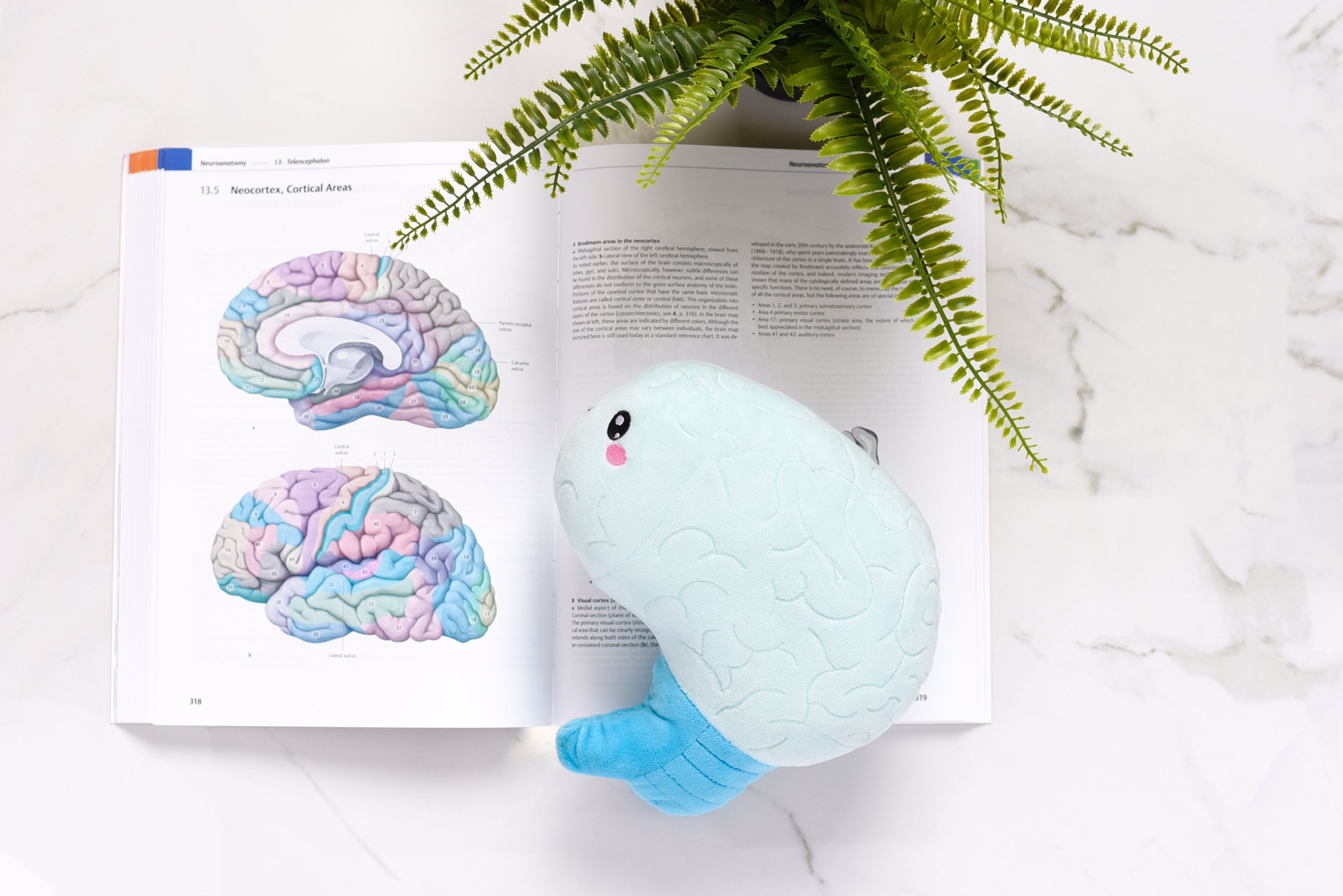 Brain Plush Organ Toys Nerdbugs Brain Plush Organ Love on | Etsy