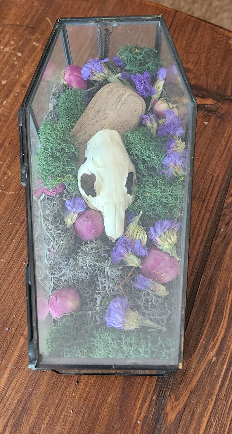Sherman's Final Nap. Guinea Oug Skull Displyed on Moss With Dried ...