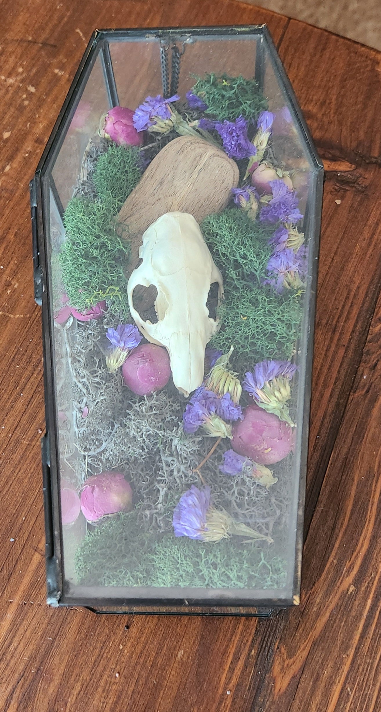 Sherman's Final Nap. Guinea Oug Skull Displyed on Moss With Dried ...