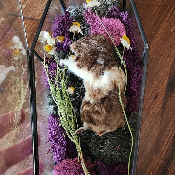Hamster Casket - Etsy