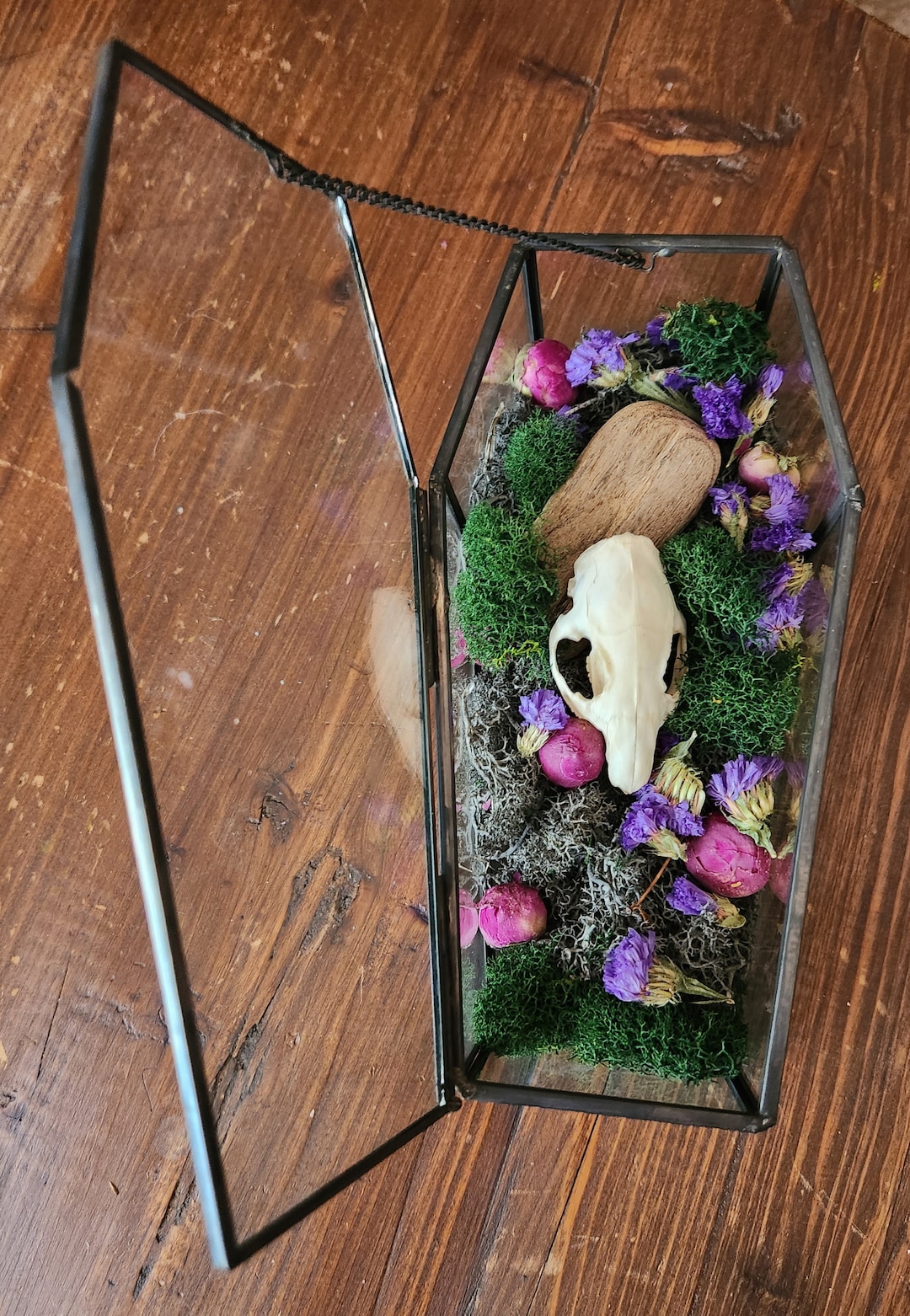 Sherman's Final Nap. Guinea Oug Skull Displyed on Moss With Dried ...