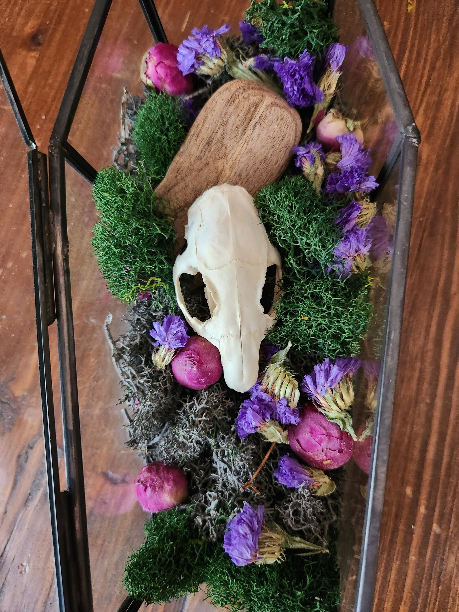 Sherman's Final Nap. Guinea Oug Skull Displyed on Moss With Dried ...
