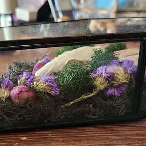 Sherman's Final Nap. Guinea Oug Skull Displyed on Moss With Dried ...