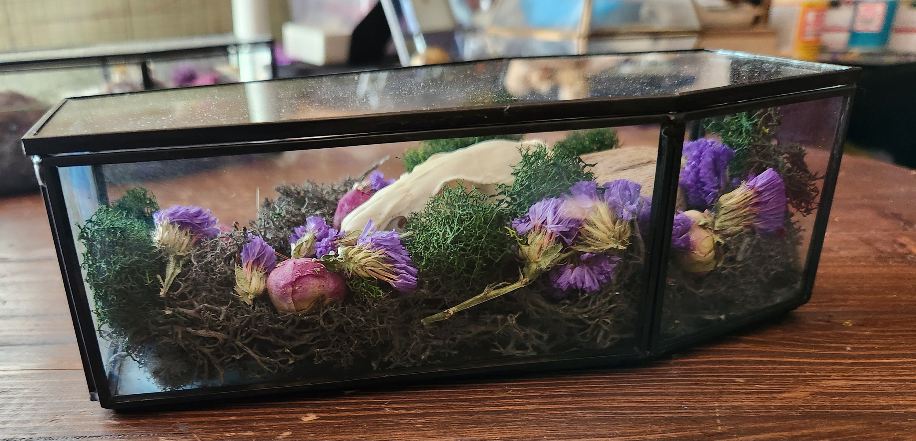 Sherman's Final Nap. Guinea Oug Skull Displyed on Moss With Dried ...